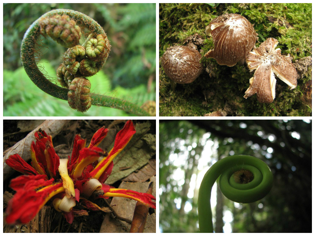 Flora at Fraser’s Hill – Dan On The Road